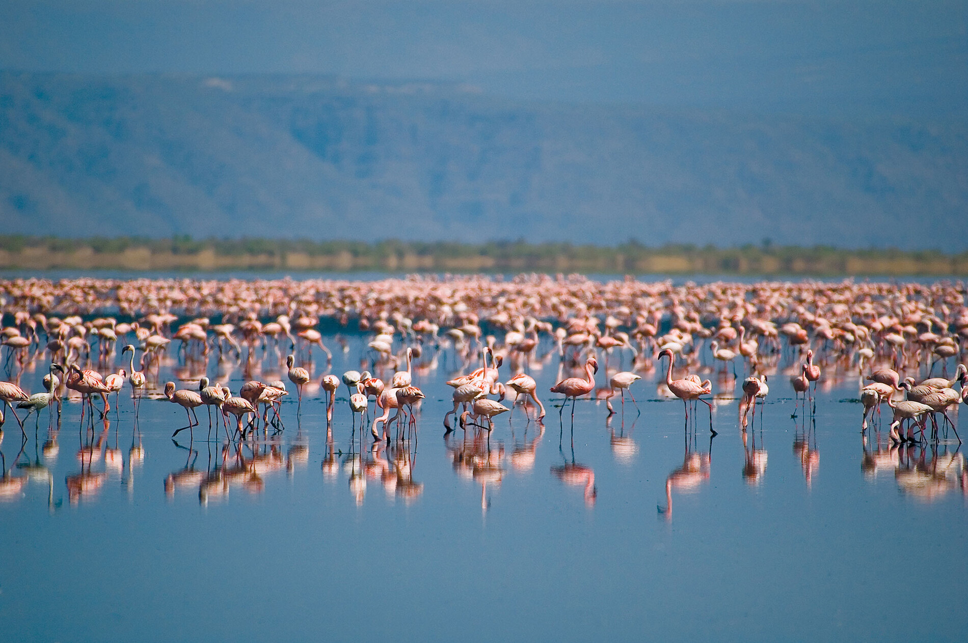 lake natron