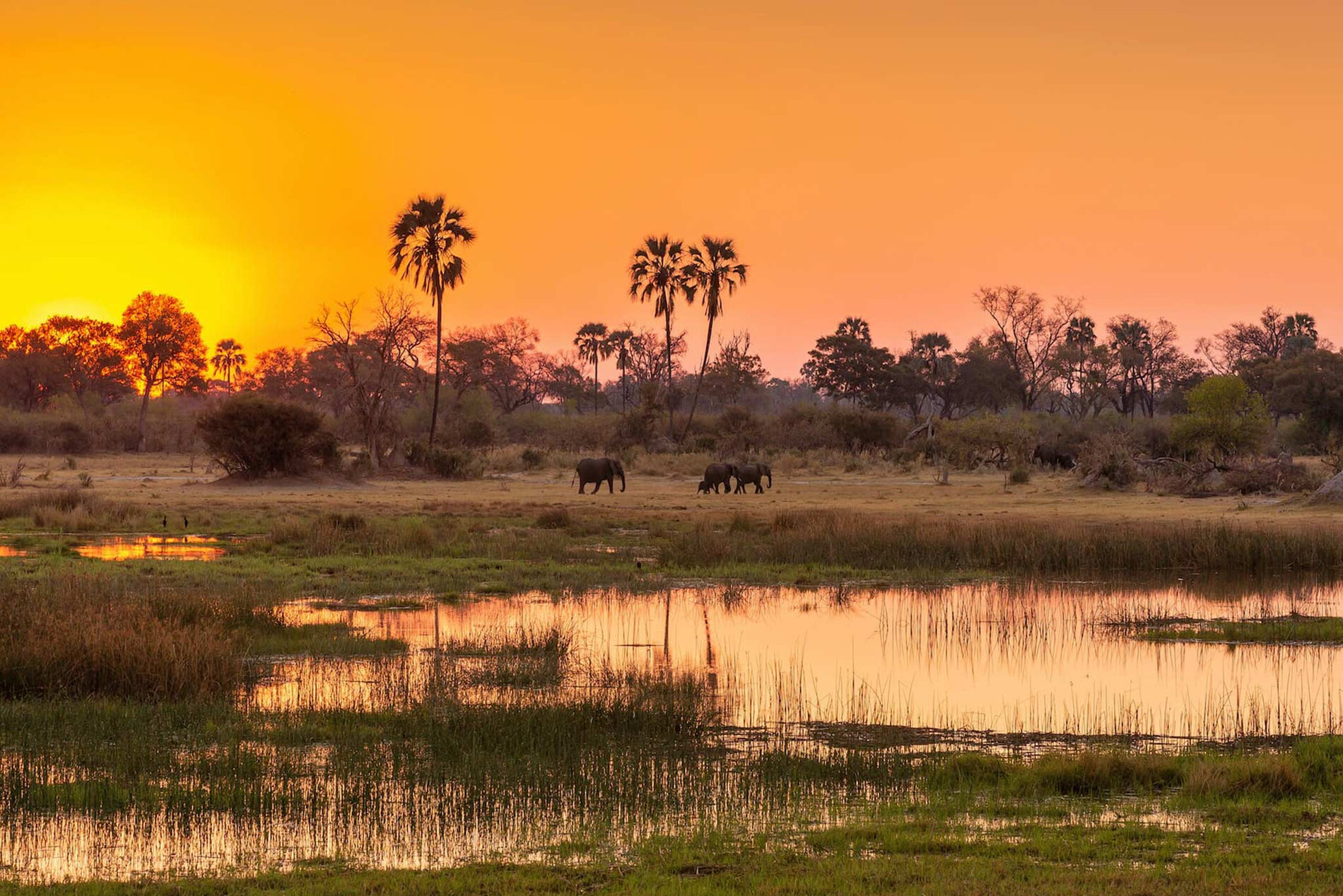 okavango safaris