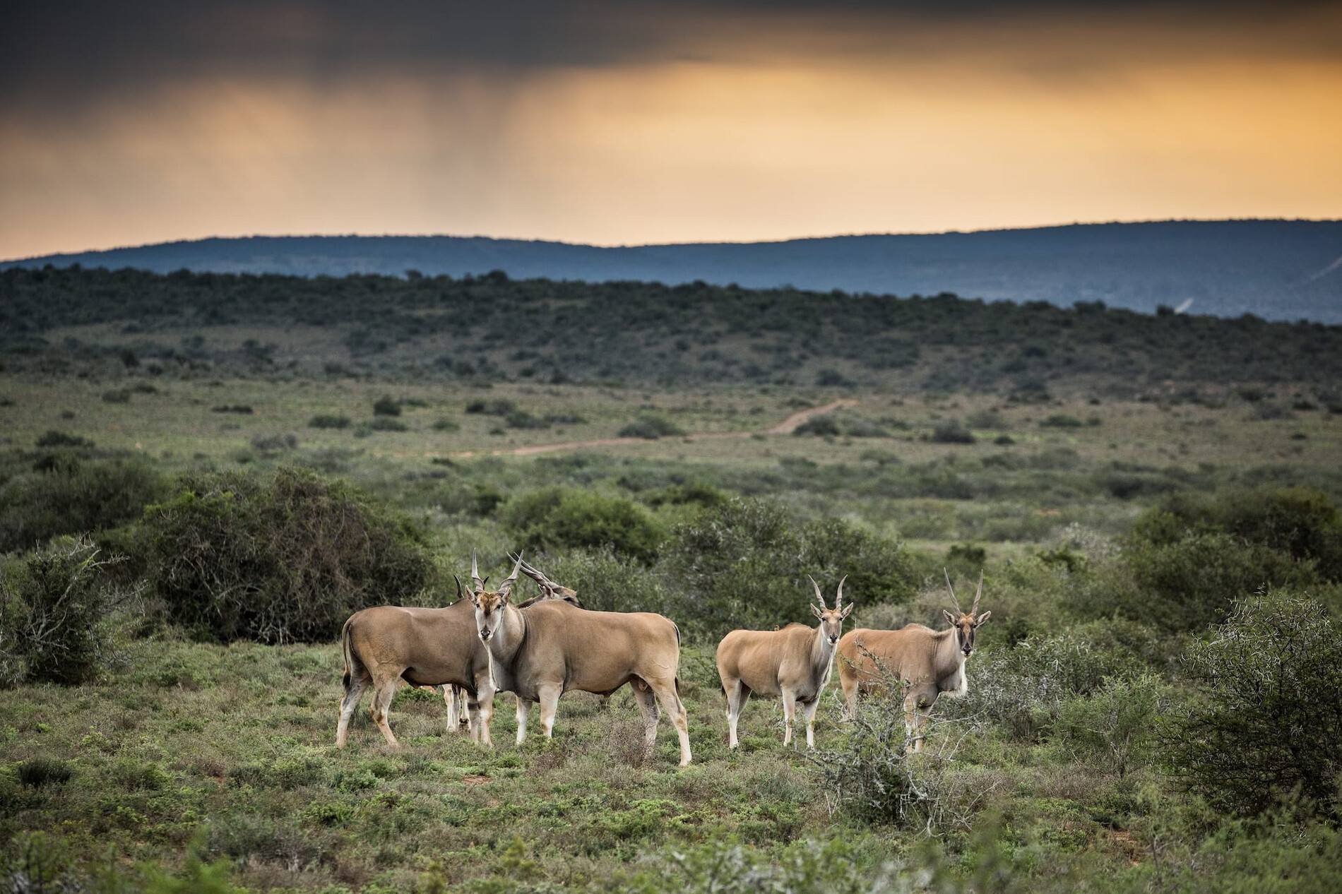 Kwandwe Private Game Reserve | Rhino Africa