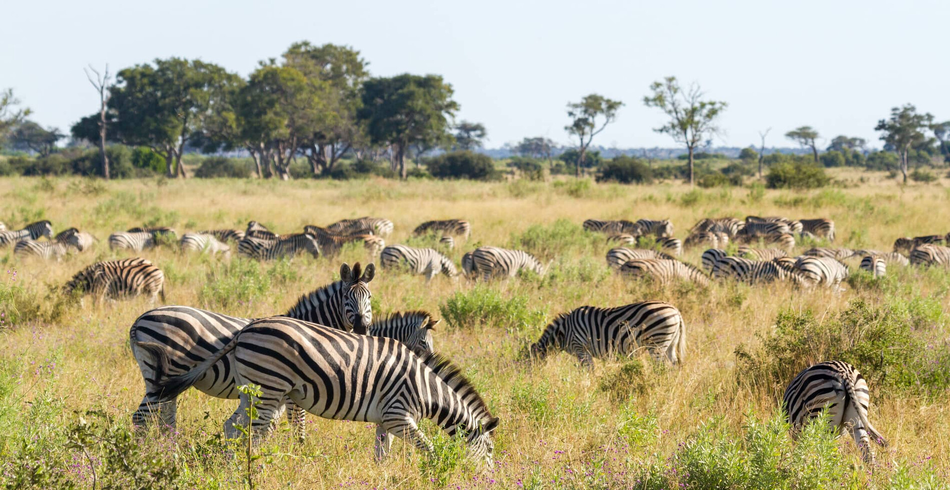 Chutes Victoria & Botswana : un voyage incroyable | Rhino Africa